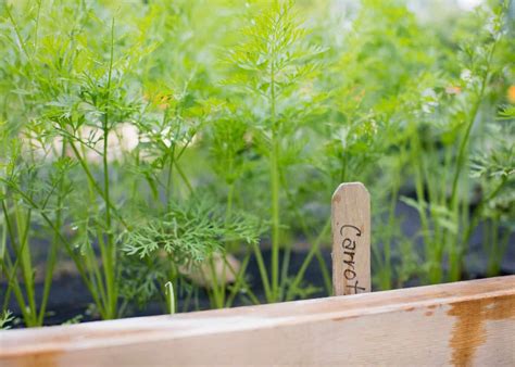 How To Grow Carrots 🥕 🌱 A Beginners Guide To Crunchy Success In The Garden