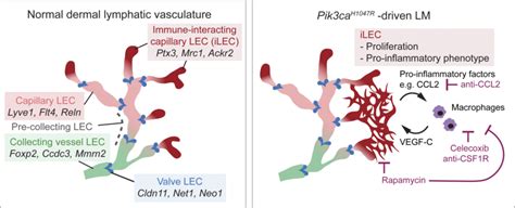 Proposed Model Of Paracrine LEC Immune Cell Interactions As A Driver Of Download Scientific