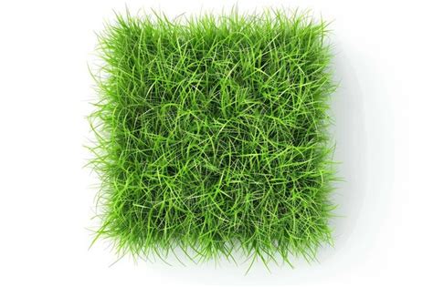 9000 Grass Patch On White Background Pictures
