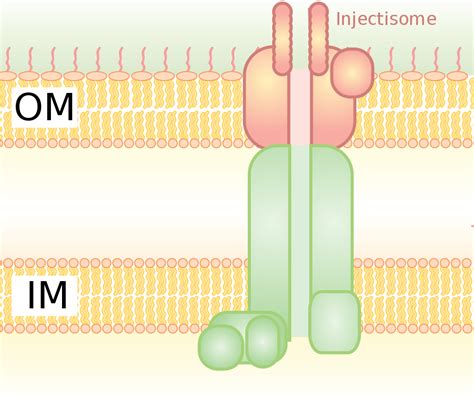 3 Artistic Overview Of The Type Iii Secretion System Original Work