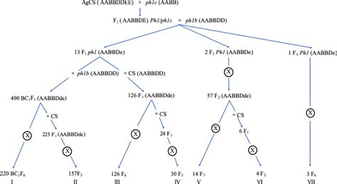 Schematic Representation Of The Development Of The Introgression