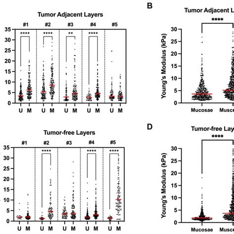 A C Comparison Between Bladder Wall Layers Mucosae U Vs Download Scientific Diagram