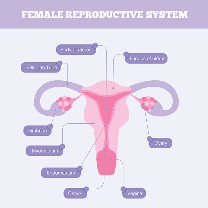 Sistem Reproduksi Wanita Infografis Vektor Datar Ilustrasi Stok Unduh