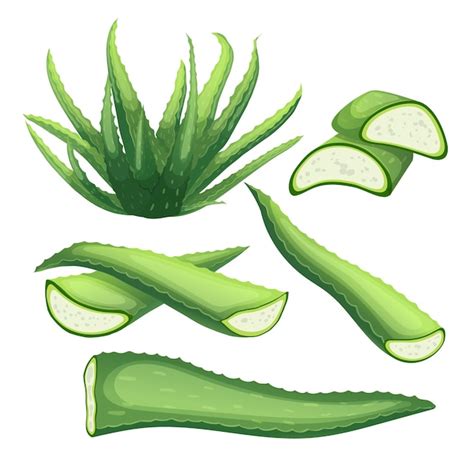 Vera Feuille Aloe Plante Set Illustration Vectorielle De Dessin Animé Vecteur Premium
