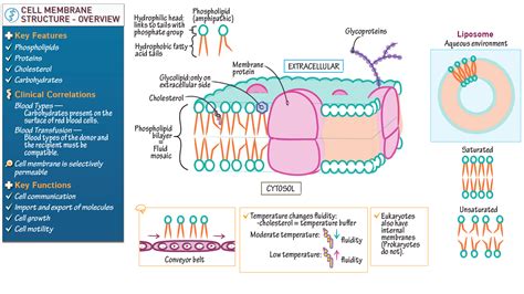 Biochemistry Membrane Structure Overview Ditki Medical And Biological