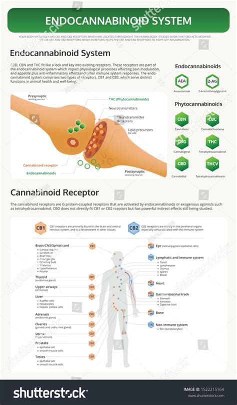 Human Cbd Receptor Chart Vertical Textbook Stock Vector Royalty Free 1522215164 Shutterstock