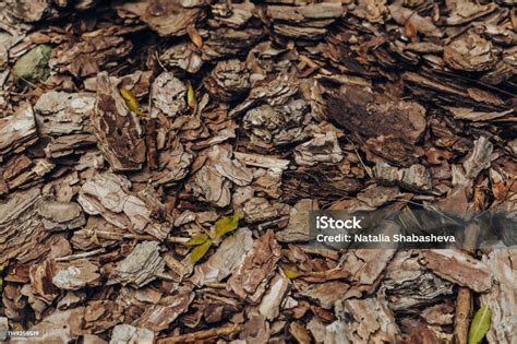 원 예 또는 자연 테마에 대 한 나무 껍질 나무 칩 뿌리의 빨간색과 갈색 조각의 자연 배경 짖는 뿌리 덮개 0명에 대한 스톡 사진 및 기타 이미지 Istock