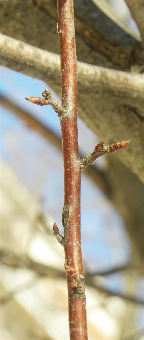Malus × ‘royal Ruby Purdue Arboretum Explorer