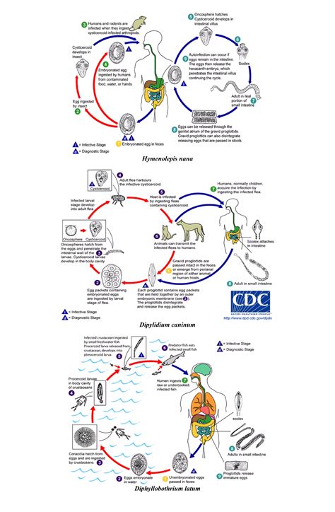 Nematodes Trematodes And Cestodes Handouts Pdf