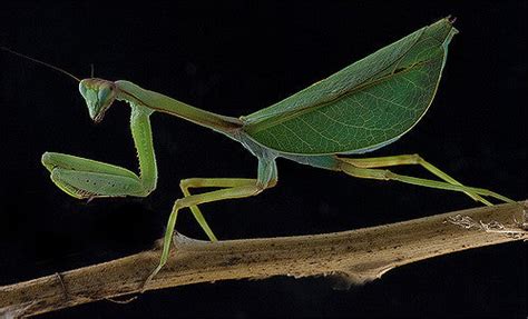 Pseudoxyops Perpulchra Beautiul” Peruvian Leaf Mantis Usmantis