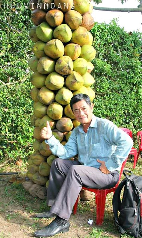 Strange Coconut Tree Coconut Images Palm Frond Art Beautiful Fruits
