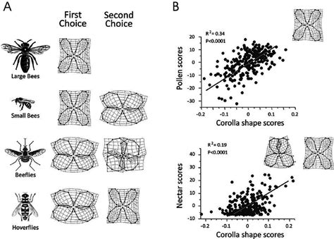 Function Of Corolla Shape A Pattern Of Preference For Corolla Shape
