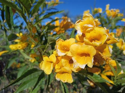 Tronadora La Planta Medicinal Con Una Larga Lista De Propiedades Curativas Infobae