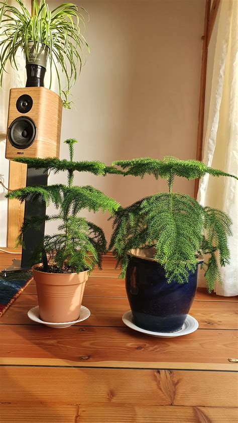 Same Age Same Nursery Same Shipment One In A Large Pot One In A