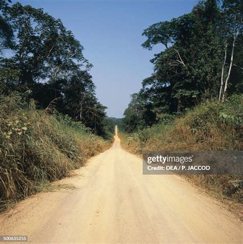 The Ituri Forest Photos And Premium High Res Pictures Getty Images