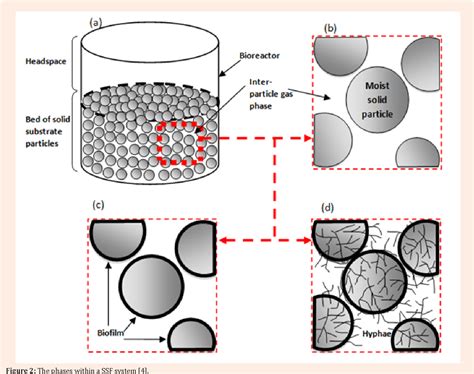 Figure 1 From Design Aspects Of Solid State Fermentation As Applied To