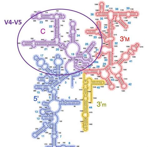 Prokaryoteseukaryotes 16s V4v5 Rrna Metabarcoding Pcr Protocol For Ngs