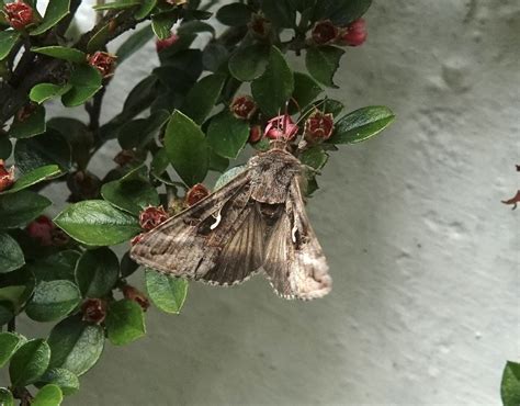 Silver Y Moth On Cotoneaster Flowers By Hobbitdave Ephotozine