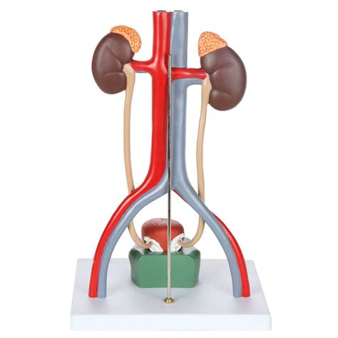 Urinary System Models —