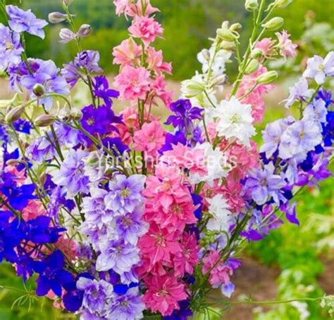 600x Larkspur Giant Imperial Mix Seeds Flower Yorkshire Seeds