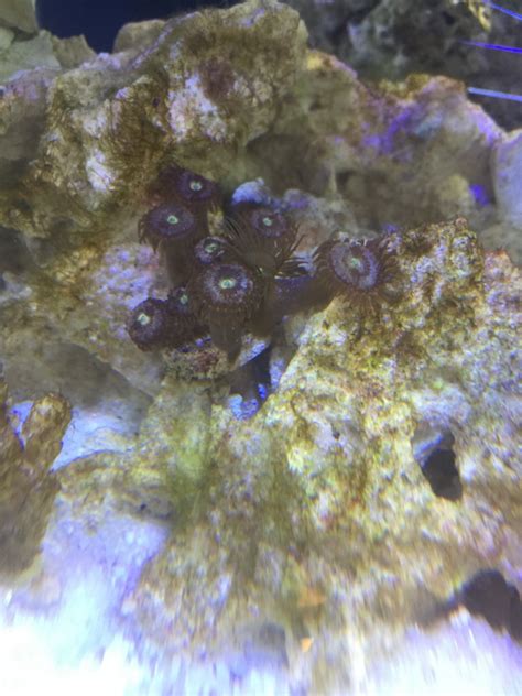 Brown Stringy Algae Reef2reef Saltwater And Reef Aquarium Forum