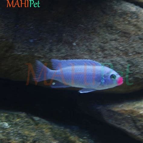 خرید و قیمت ماهی ماکرو لب ماتیکی سفید و آبی 5 تا 6 سانتی متر ترب