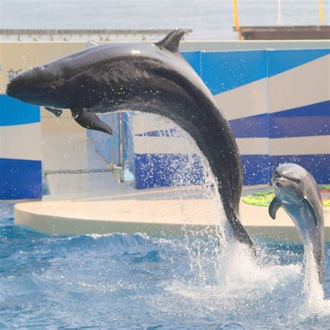 False Killer Whale Dolphin Hybrid