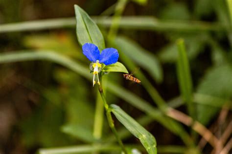 「蛍草」の写真素材 36件の無料イラスト画像 Adobe Stock