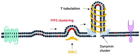 Pip 2 Molecules Are Necessary To Recruit Mim I Bar Which In Turn Can