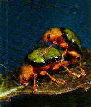Decomposers South American Amazon Rainforest