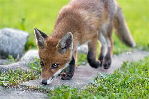 Young Wild Fox Sniffing Way The Same Fox Walking On A Pat Flickr