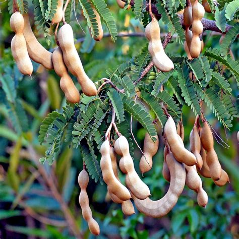 5 Tamarind Tree Seeds Tamarindus Indica Tropical Fruit Flower Plant