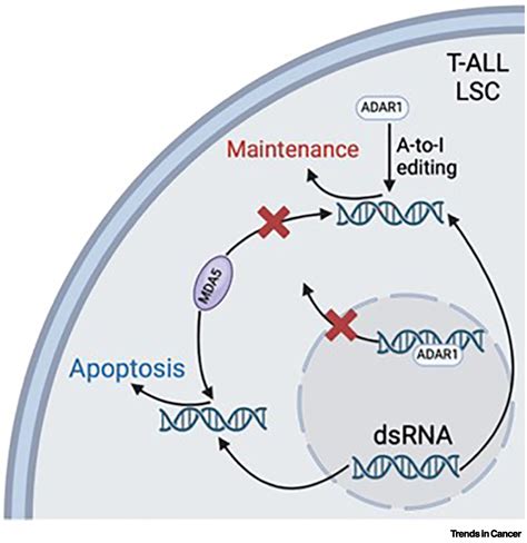 Limited Dsrna Editing Impedes Leukemia Stem Cells Trends In Cancer