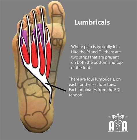 Pin Su Foot Feet And Toes