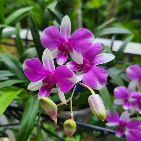 Blooming Mini Dendrobium Purple Splash Specimen Size Orchid Furniture
