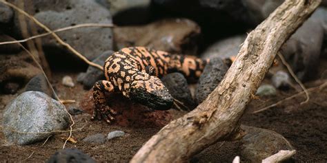 Monstro Gigante De Gila Gila Monster Saguaro National Park U S