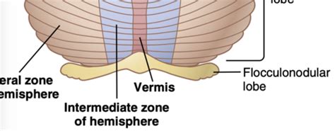 Physiology Ch Cerebellum And Basal Ganglia Contributions To Overall Motor Control Flashcards