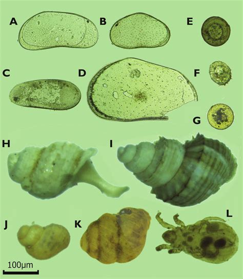 Benthic Taxa Of Sediment Samples Extracted From Cenote X Batún A