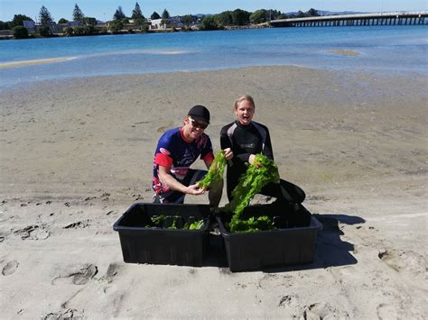 Ulva Green Algae Laurenbartram