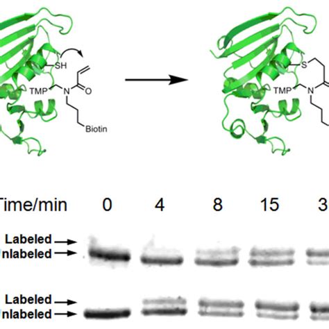Determination Of The Rate Of Covalent Labeling Between A Tmp Biotin Download Scientific Diagram