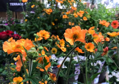 OUTDOOR PLANTS Camden Garden Centre
