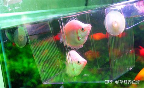 接吻鱼，观赏鱼里最可爱的鱼之一，如何饲养和繁殖？ 知乎