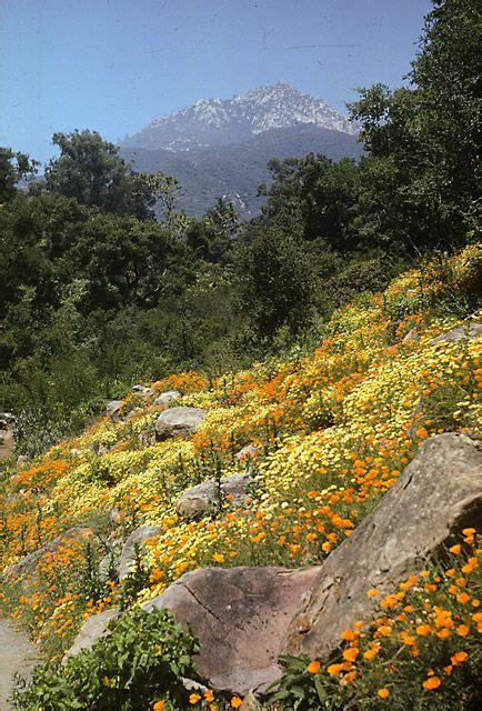Santa Barbara Botanic Garden Image Library Visit Santa Barbara