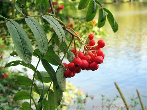 Николай Николаевич Социальная сеть ФотоКто