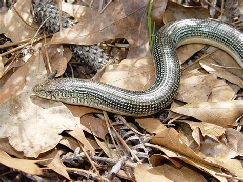 Eastern Glass Lizard Ophisaurus Ventralis Brad Gloriosos Personal