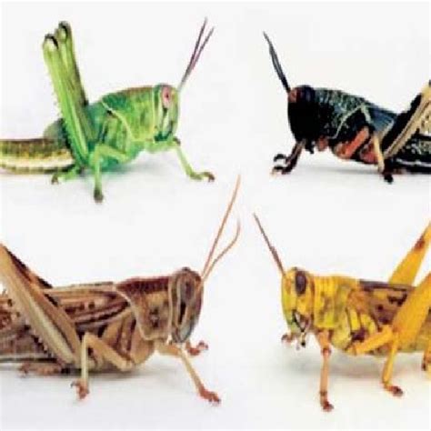 Pdf Biology Migration And Management Of Desert Locust Schistocerca