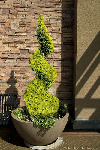 Buy The Best Live Topiary Plants For Sale Online With Free Shipping