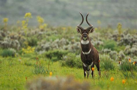 Ethiopian Native Animals