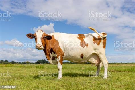 옆보기와 전체 길이 푸른 하늘이있는 녹색 들판에 서있는 밝은 암소 축우에 대한 스톡 사진 및 기타 이미지 축우 암소 네덜란드 Istock