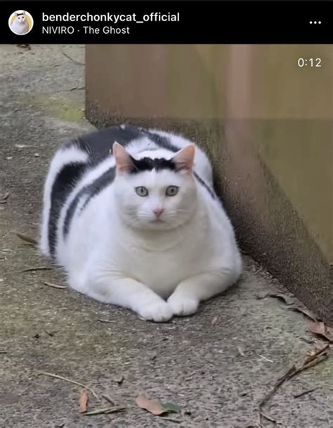 Ben Chonky Cat